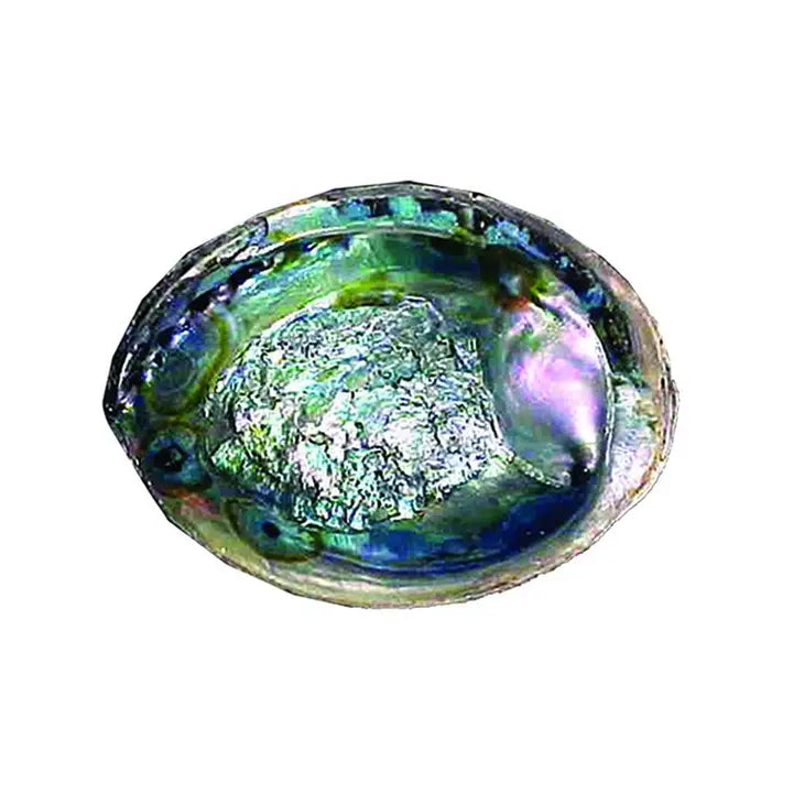ABALONE SHELL SMALL – The Banyan Tree Garden & Boutique